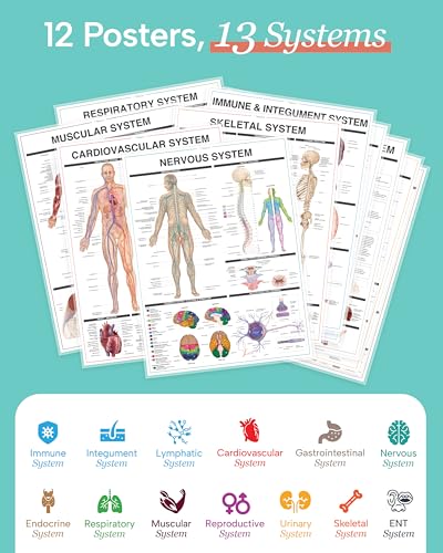 Snapklik.com : Human Anatomy Posters - Set Of 12 Vibrant, Laminated ...