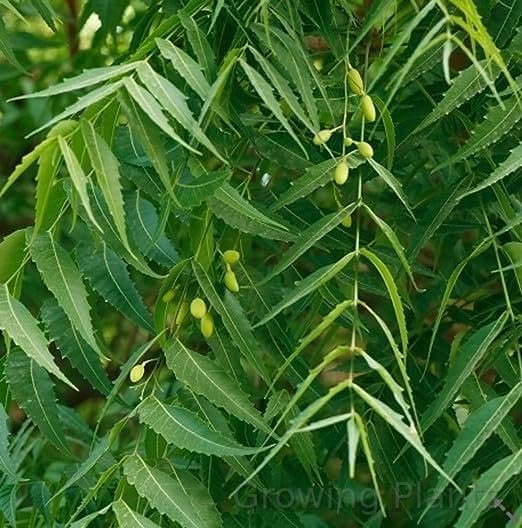 Growing Plants Live Neem Plant Tree, Azadirachta indica -1 Healthy live ...