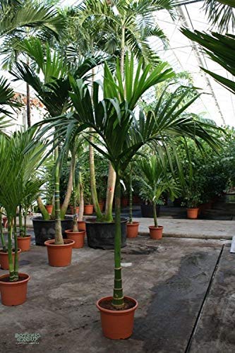 GREEN LINE Live Palm Tree Betel Nut Areca Catechu ornamental Supari ...