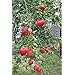 Amazon.com : EZ Growing Plants Russian Pomegranate Fruit Tree Live ...