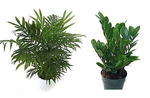 CAPPL Indoor Plants with Plastic Pots - Live ZZ Plant & Mini Bamboo ...