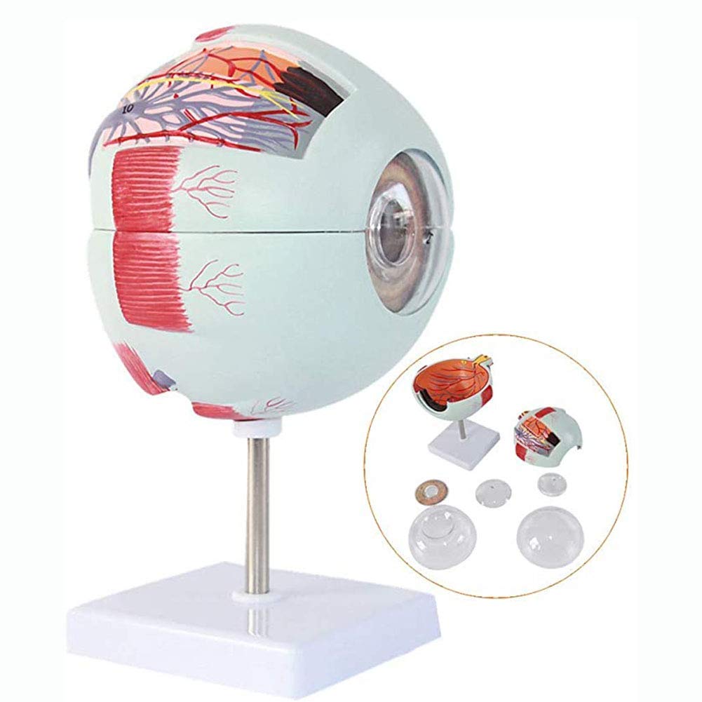 Slrmkk6x Enlarged Human Eye Anatomical Model Anatomically Accurate Eye ...