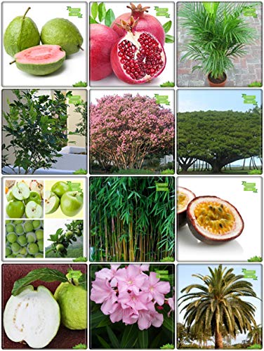 Buy Creative Farmer Plant Seeds Combo Fruit & Fruit : Apple, Passion ...