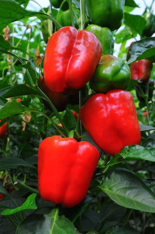 Capsicum Seeds For Home Garden Pack Of 90 : Amazon.in: Garden & Outdoors