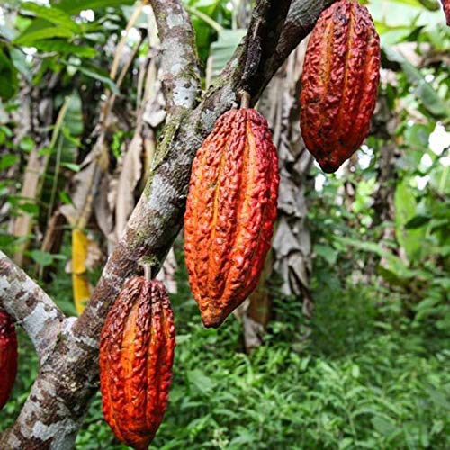 Creative Farmer Live Fruit Plant Chocolate Plant/Coco Fruit Nature ...