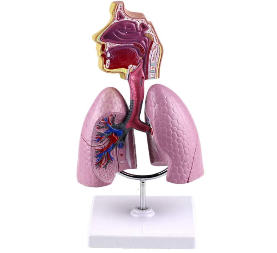 Buy Medical Models, Human Respiratory System Model, Removable Human ...