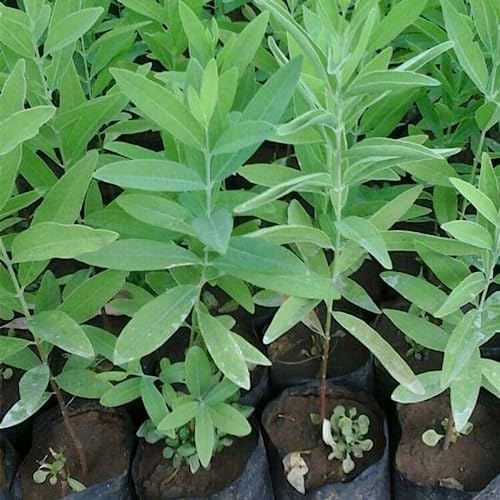 M-Tech Gardens White Sandal Tree/Sandal wood Medicinal Herb Plant ...