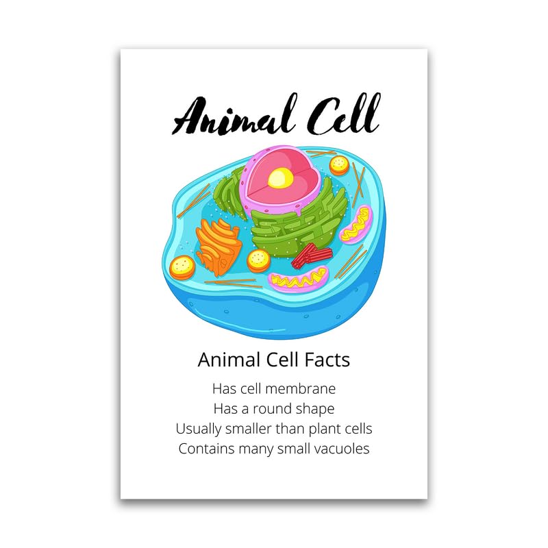 Animal Cell Diagram Science Poster Educational For Highschool ...