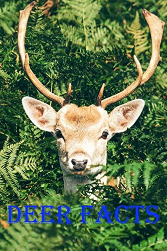 Deer Facts: Photobook of Deer Facts with real images and Facts that you ...