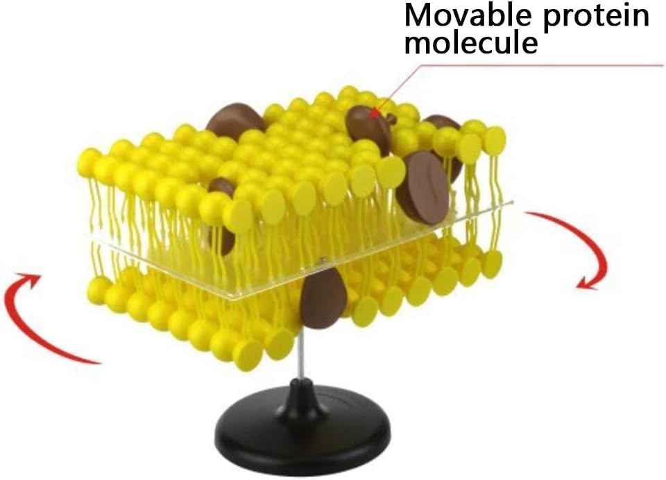 Brain Model Anatomy Cell Membrane Anatomy Model - Bilayer Fluid Mosaic ...