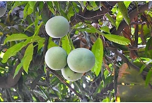 Dejestqoo Rumani Mango Plant (Grafted Plant Height 2-3 Feet) Hybrid 1 ...