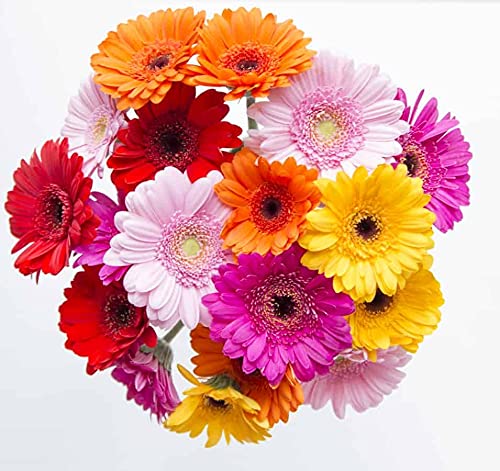 Gerbera Dazzle Compact F2 Mix Flower Seeds 25 Seeds Pack : Amazon.in ...