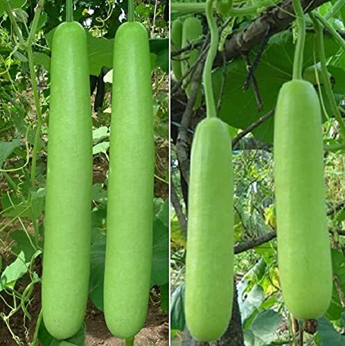 Galka Seeds for Planting | Sponge Gourd | Farming | Home | Garden ...