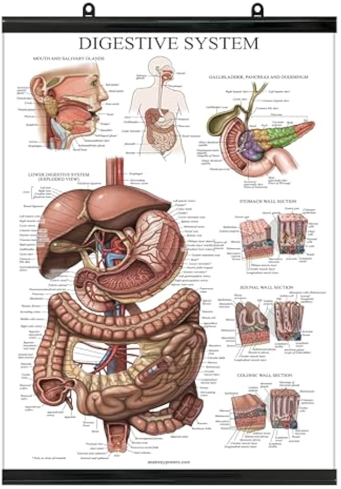 Digestive System Intestines Anatomy