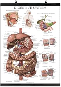 Palace Learning Laminated Digestive System Anatomical Chart ...