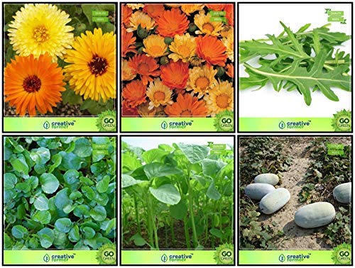 OhhSome Best Seeds Combo Herb Seeds & Vegetable Seeds : Amaranthus ...