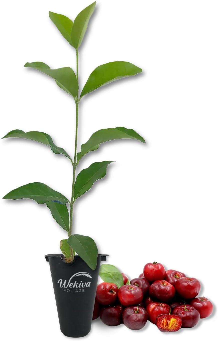 Amazon.com : Black Cherry Tree Live Plant for Planting, Sweet Cherry ...