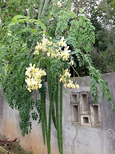 Bargahi Nursery Drum Stick Moringa Oleifera Live Plant : Amazon.in ...