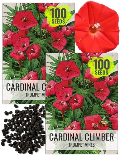 Amazon.com : 30 English Ivy Seeds for Planting - Easy to Grow Ivy Vine ...