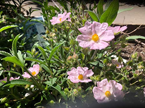 Rock rose - How to grow & care