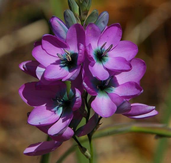 Ritz Farming Ixia Imported, 100% Germination Spring Season Flower Bulbs ...