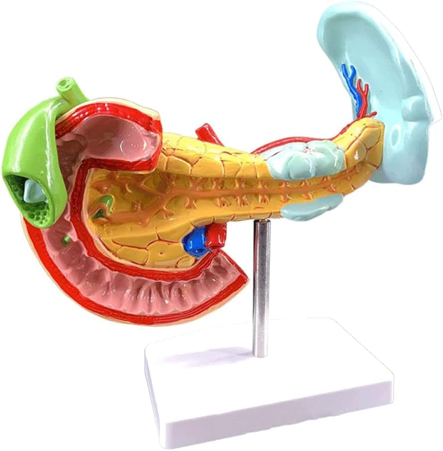 Human Model Duodenum Organs Model Pathology Pancreas Australia | Ubuy