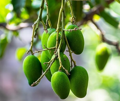CooPany® Rare Kalapadi Mango Plant/Kalappadi Mango Healthy Live Grafted ...