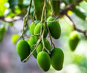 CooPany® Kalapadi Mango Plant/Kalappadi Mango Pack of 2 Healthy Live ...