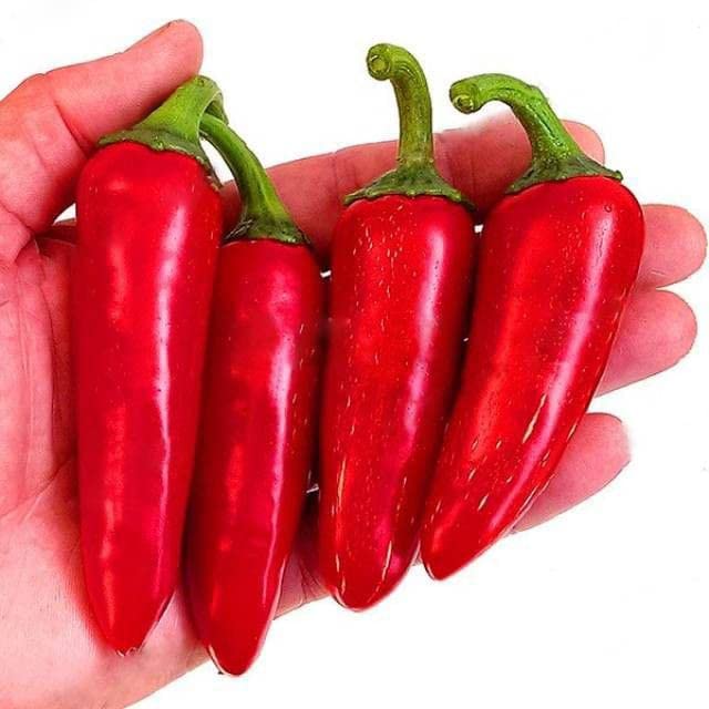 Ritz Farming® Imported Chilli seeds | achar red mirchi vegetable seeds ...