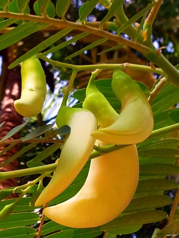 ARIYA Outdoor Living Bok Phool Or Heron Flower Plant Agathi Cheera ...