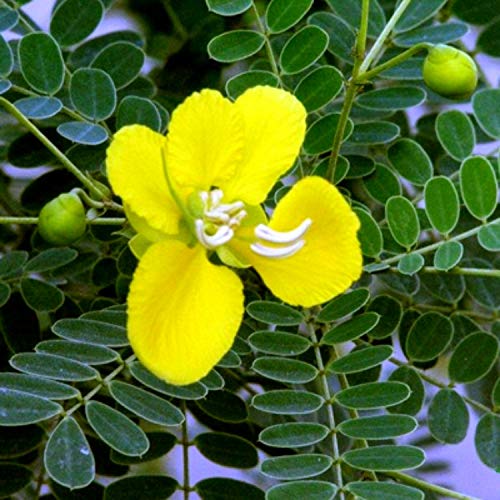 SHOP 360 GARDEN Cassia Absus, Chasku seeds For Growing - Pack of 30 ...