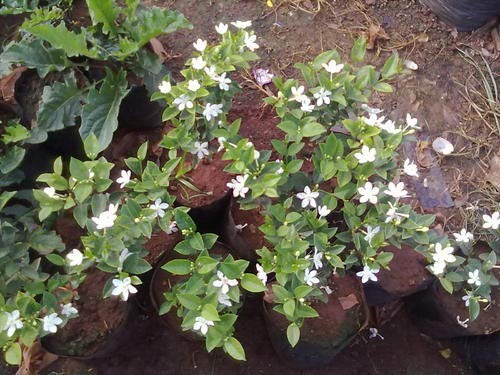 Showcaze Chinese Tagar Mini White Colour Plant : Amazon.in: Garden ...