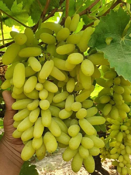 GooGreen Sweet Hybrid Grapes Live Plant Vitis Tree Long Angoor Angur ...