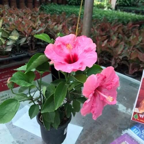 ShopGreen Pink Hibiscus Flower,Golapi Jaba Flower Rosemallow Gudhal ...