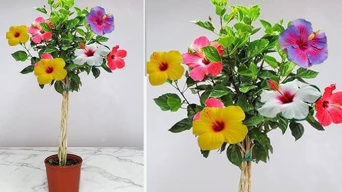 GoGreen 5-8 Colour Multi Grafted Hybrid Variety Hibiscus Rose Mallow ...