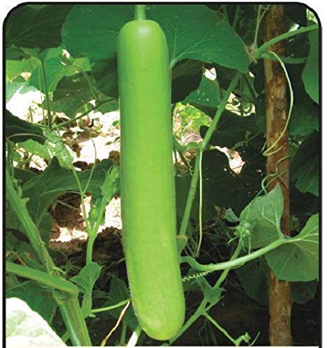 Punjab long Lauki seed- 90 : Amazon.in: Garden & Outdoors