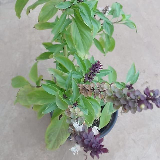 Gachwala Marua Plant Live (Origanum majorana), Sweet Tulsi Plant ...