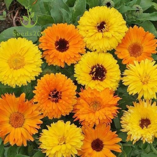 Amazon.com : Calendula Flower Seeds, Pacific Beauty Mix, Pack of 2000 ...