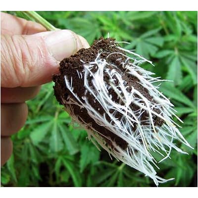 Buy Hormex Rooting Powder #1,3,8 - Rooting Hormone for Easy to ...