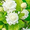 Amazon.com : 2 Grand Duke of Jasmine Plants Live, Blooming Jasmine Live ...