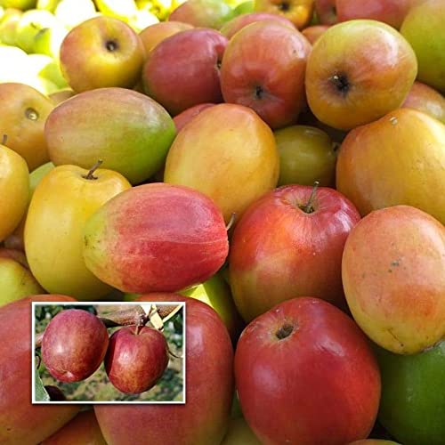 Royal Paradise Garden Apple Ber/Ilantapazham (Green Seedless, Bud ...