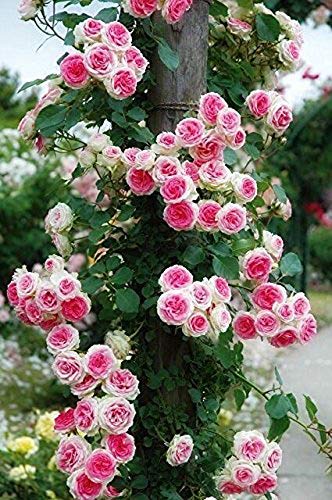 Plants Point Rose Plant (Whitish Pink) Outdoor Pink Live Flowering ...