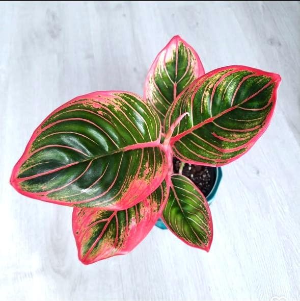 Amazon.com : Aglaonema Khanza Pink – Chinese Evergreen, Lush Foliage ...