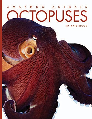 Octopuses (Amazing Animals): Riggs, Kate: 9781628322194: Amazon.com: Books