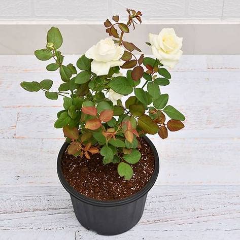 White rose plant real, Plant for white rose real (1 live plant ...