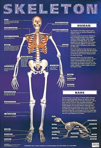 Amazon | Skeleton (Laminated posters) | Basic Science