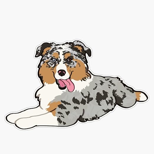 Amazon.com - Blue Merle Aussie Laying Down/Blue Merle Australian ...
