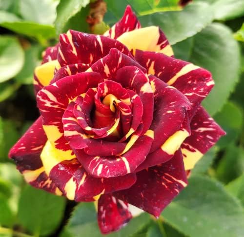 Amazon.com : CHUXAY GARDEN Abracadabra Rose Seed 100 Seeds Rare Rosa ...