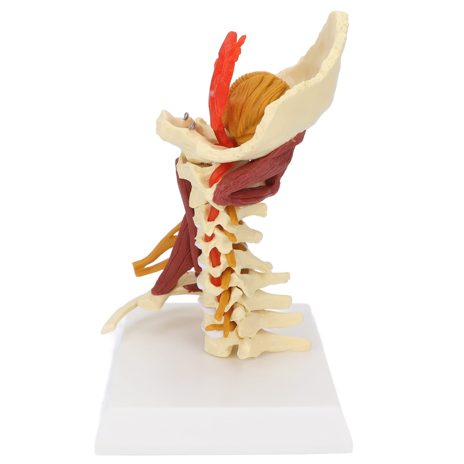 Buy Model of the cervical spine, life size model of the spinal nerves ...