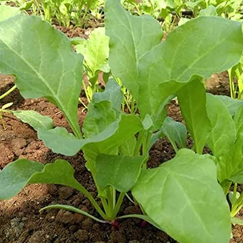 Regiment Spinach Seed : Amazon.in: Garden & Outdoors